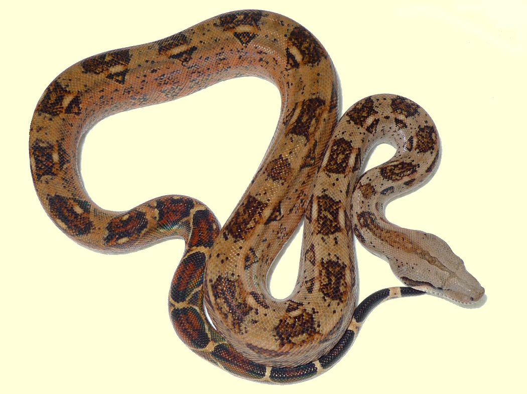 Boa c. imperator Tamaulipas Mexico for sale - Boa constrictor Verkauf ...