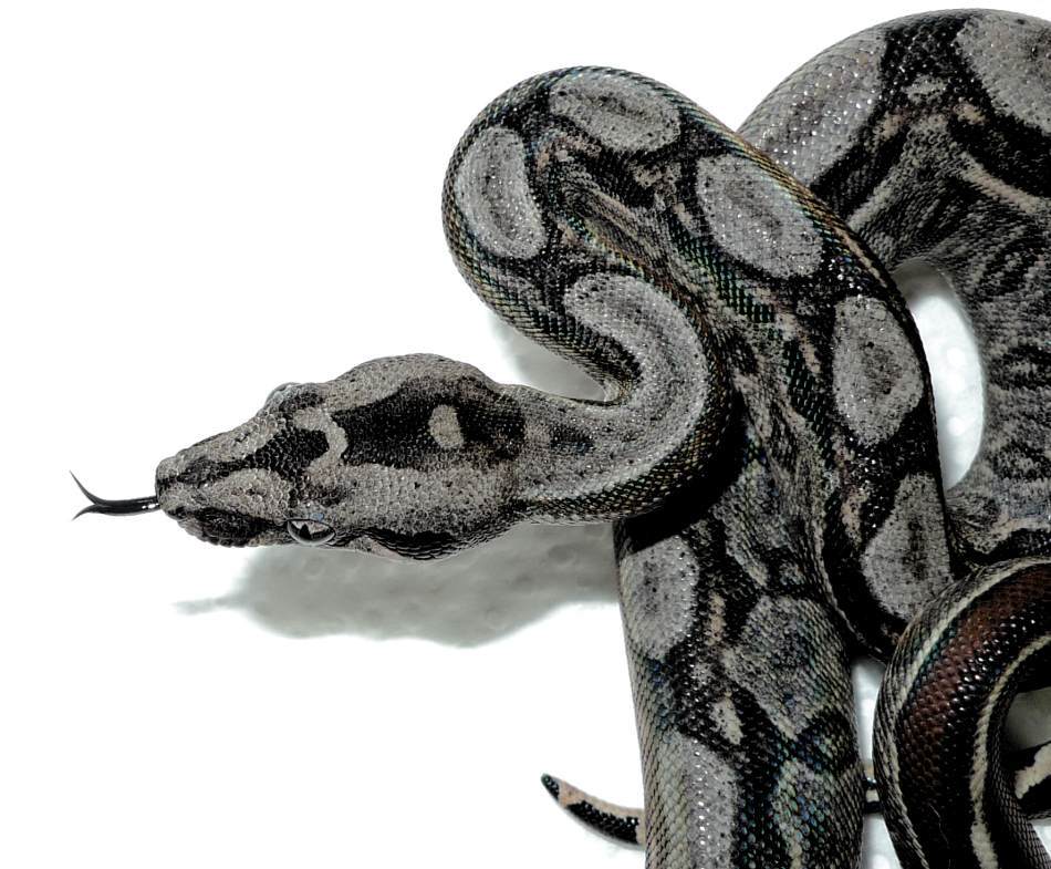 Boa c. imperator Tarahumara Mexico for sale - Boa constrictor Verkauf ...
